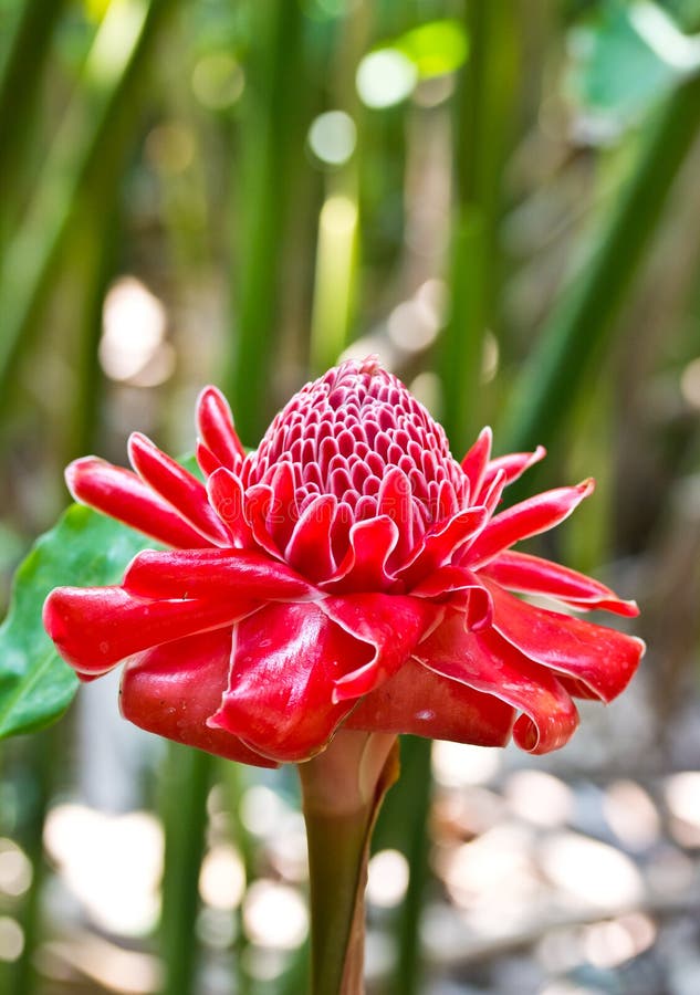 Flor Del Rojo Del Jengibre De La Antorcha Imagen de archivo - Imagen de ...