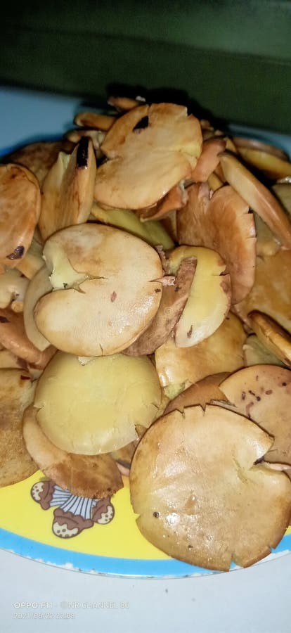 Jengkol from Indonesia stock photo. Image of food, indonesian - 221961222