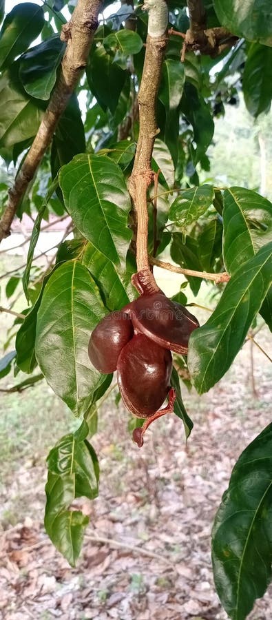 A Jengkol Vegetable Tree in the Forest, Unique for Eating?? Stock Photo ...