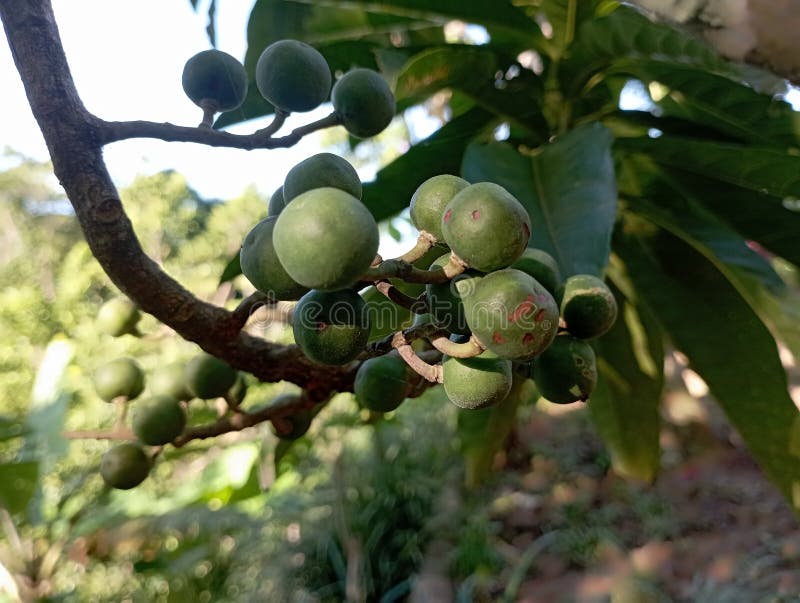 Jenitri many benefit stock photo. Image of food, leaf - 250447232