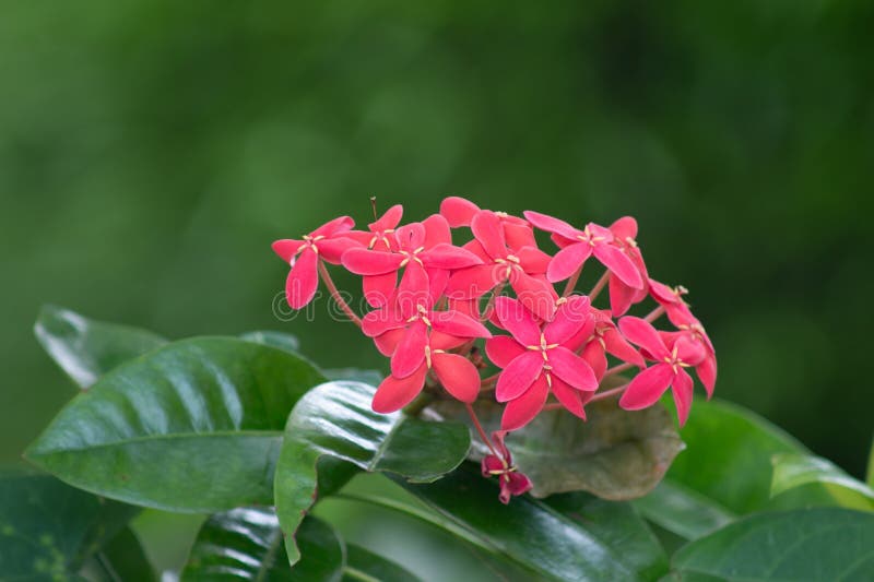 Jenjarum or Needle Flower or West Indian Jasmine Stock Photo - Image of ...