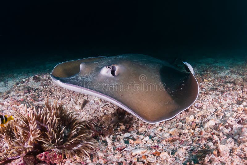 Jenkins Ray on a Tropical Coral Reef Stock Image - Image of ...