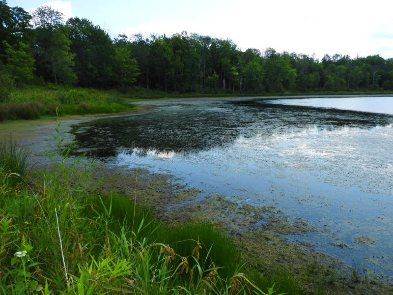 Jennings Pond in the FingerLakes on Overcast Summer Day Stock Image ...
