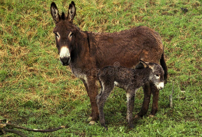 Jenny with Foal Standing on Grass Stock Image - Image of jenny ...