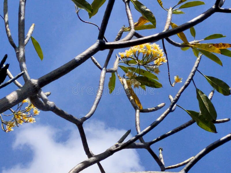 Jepun Bali Blue Sky Indonesia Stock Photos - Free & Royalty-Free Stock ...