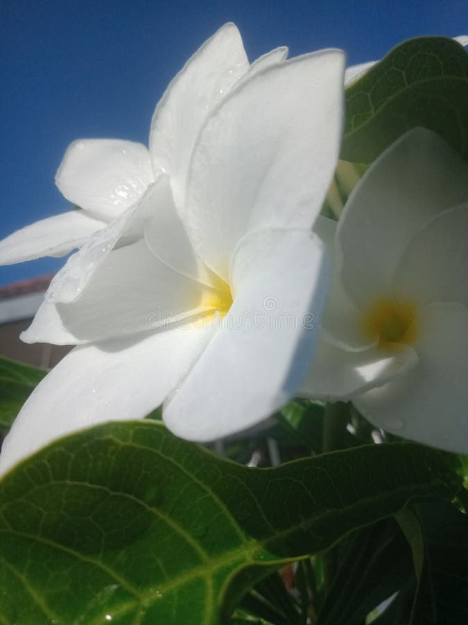 Jepun Local Flower Bali Plant Stock Photos - Free & Royalty-Free Stock ...