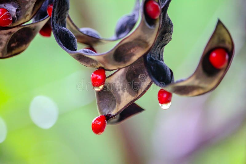 Jequirity Seeds,Abrus Precatorius L. Stock Photo - Image of tree, seeds ...