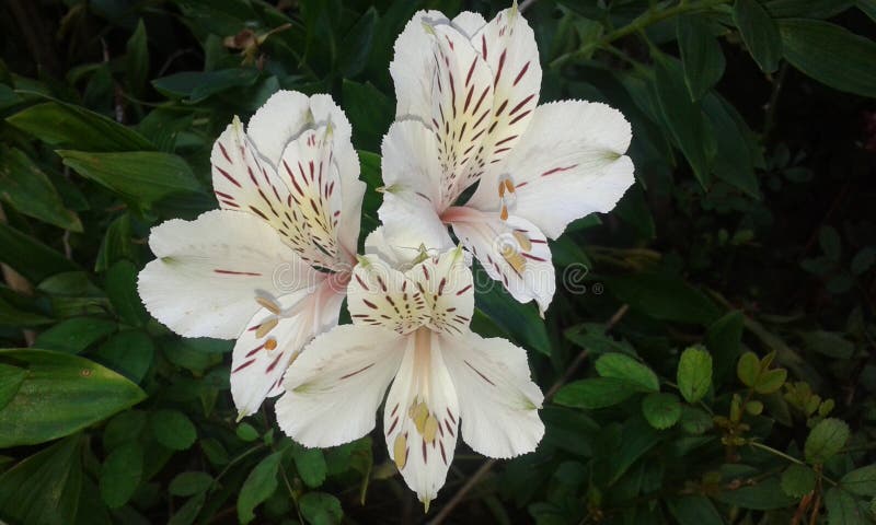 Wite Jeranius Stock Photos - Free & Royalty-Free Stock Photos from ...