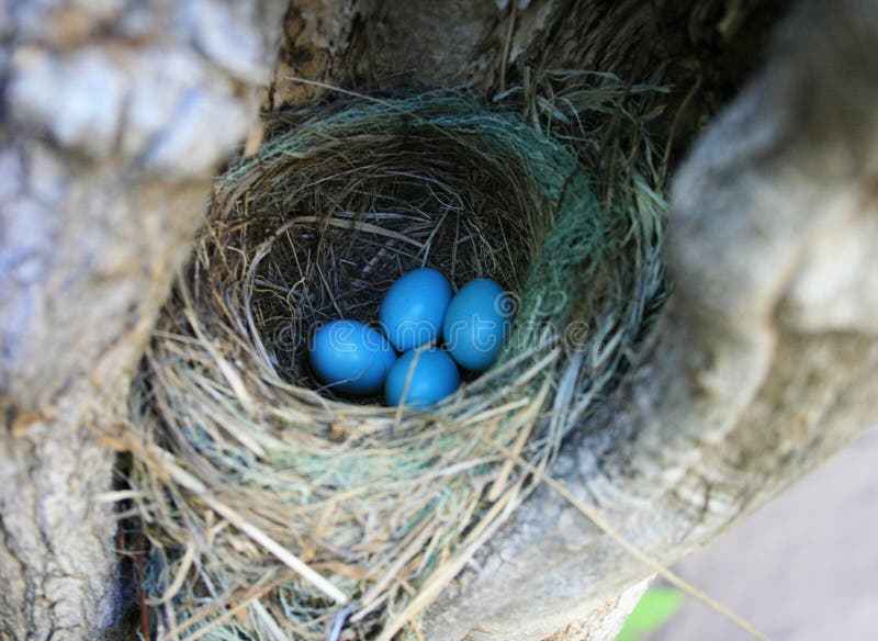 13,305 Huevos Azules Del Pájaro Fotos de stock - Fotos libres de ...