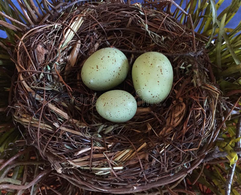 Jerarquía Del Pájaro Con Los Huevos Foto de archivo - Imagen de resorte ...
