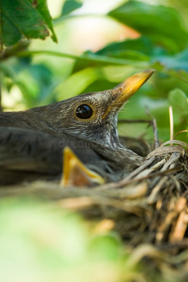 Nido de mirlo foto de archivo. Imagen de plumas, fauna - 5412756