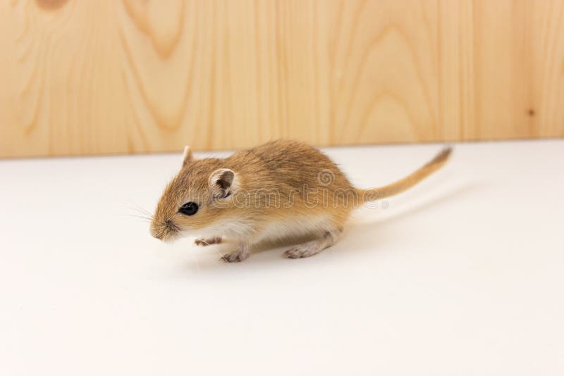 Jerbo Lindo Fotos De Stock - Download 291 Fotos Libres de Derechos