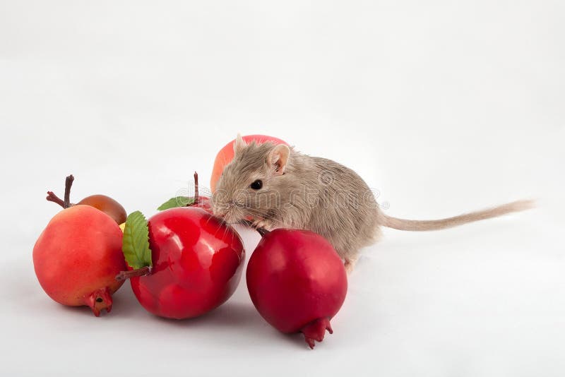 Jerbo gris del ratón foto de archivo. Imagen de cubo - 113455034