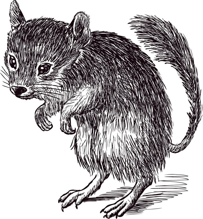 Jerboa Stock Illustrations – 540 Jerboa Stock Illustrations, Vectors ...