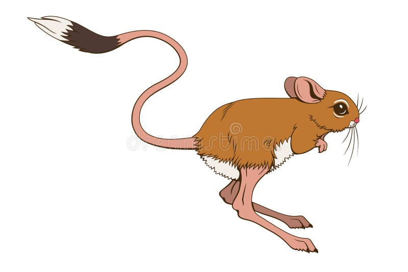 Jerboa Jumping Stock Illustrations – 43 Jerboa Jumping Stock ...