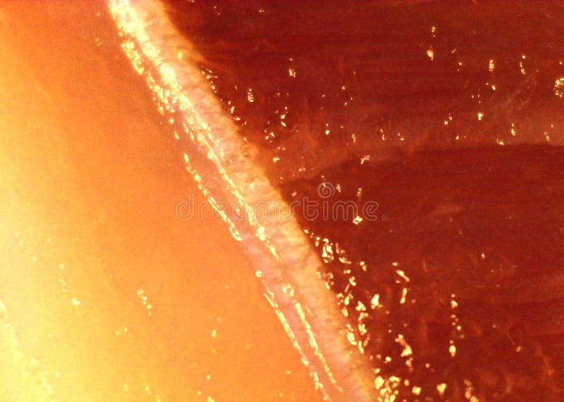 Jerky with Fat, Food in Detail. Image Under the Microscope, Micro ...