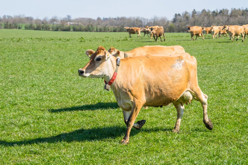 Jersey Cattle Running on a Field Stock Image - Image of grass, food ...