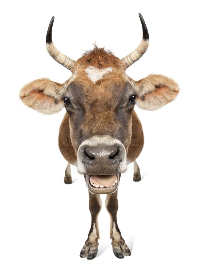 1+ Cow facing front Free Stock Photos - StockFreeImages
