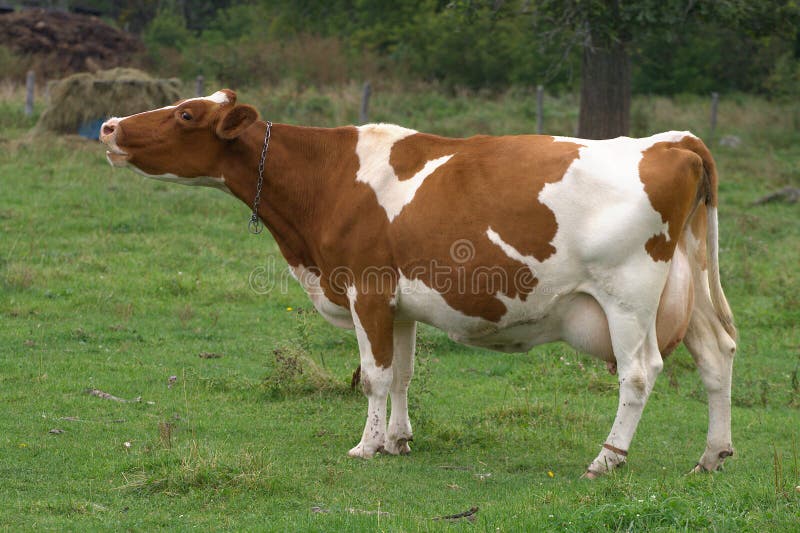 Cow and girl 02 stock image. Image of girls, holstein - 2409331
