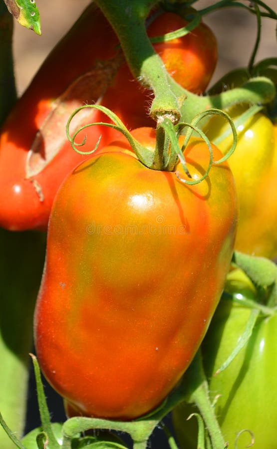 Jersey Devil Tomato stock photo. Image of fresh, grow - 156923216
