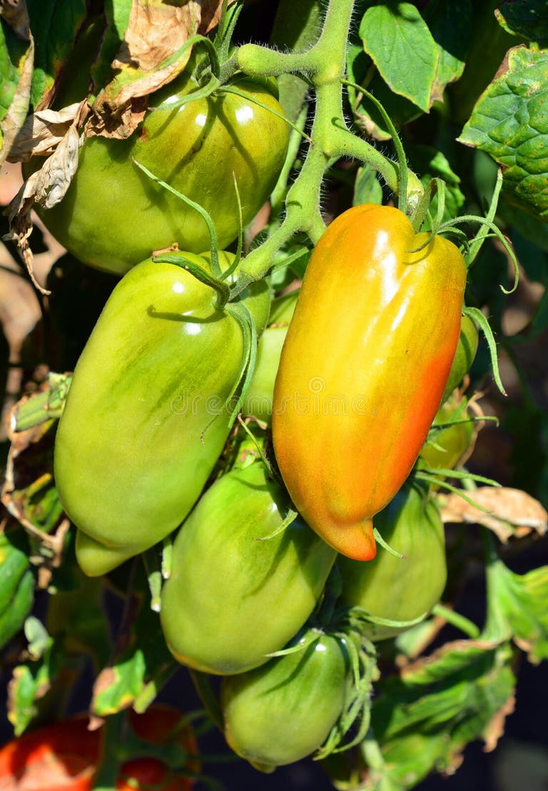 163 Jersey Devil Stock Photos - Free & Royalty-Free Stock Photos from ...