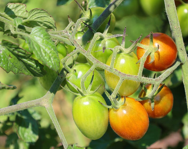 Jersey Devil Tomato Organic. Stock Photo - Image of design, health ...