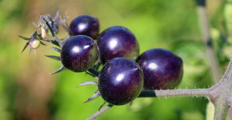 Jersey Devil Tomato Organic. Stock Image - Image of fruit, indigo ...