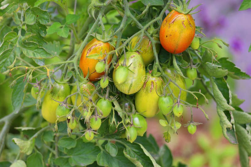 Jersey Devil Tomato Organic. Stock Photo - Image of intriguing ...