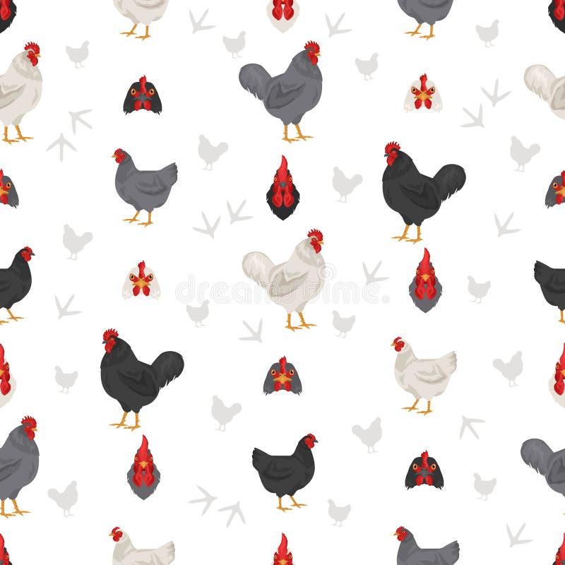 Jersey Giant Chicken Breeds Seamless Pattern. Poultry and Farm Animals ...