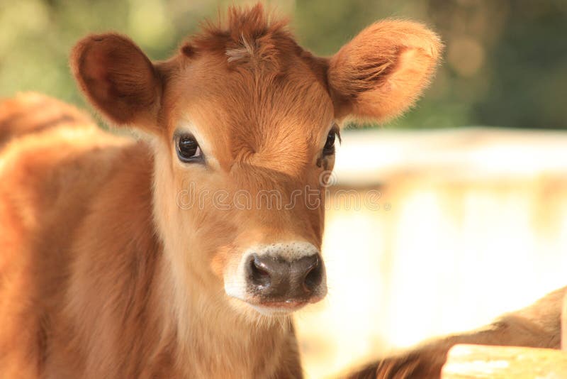 Kleines Kalb stockfoto. Bild von sommer, grün, braun - 34208366