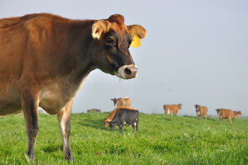 Jersey-Kuh stockbild. Bild von ackerland, tier, nebel - 37259147