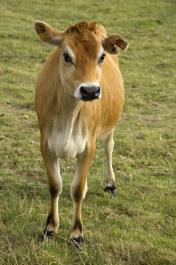 Jersey-Kuh auf dem Gebiet stockfoto. Bild von haarig - 15568812