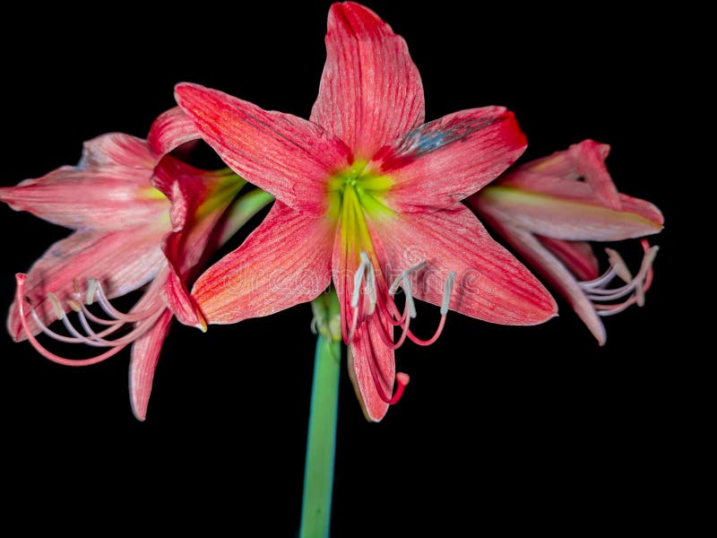 Jersey lily flower stock photo. Image of pink, night - 312000802