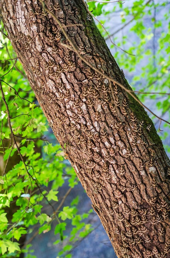 Jersey Tiger Butterflies on the Tree Trunk Stock Image - Image of ...