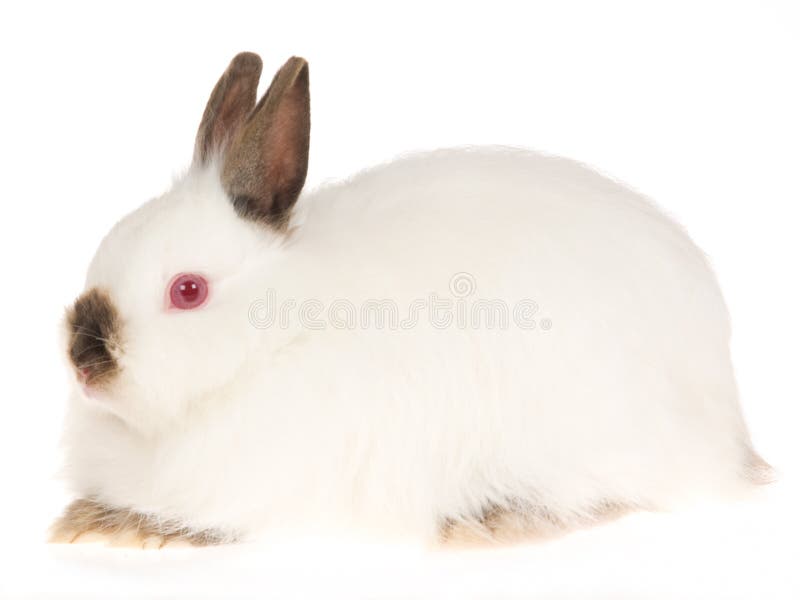 Jersey Wooly Ruby-Eyed White Rabbit, on White Back Stock Photo - Image ...