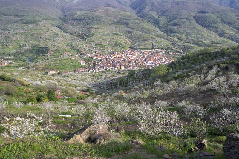 Jerte Valley Spring Cherry Blossoms Panoramic View Stock Photos - Free ...