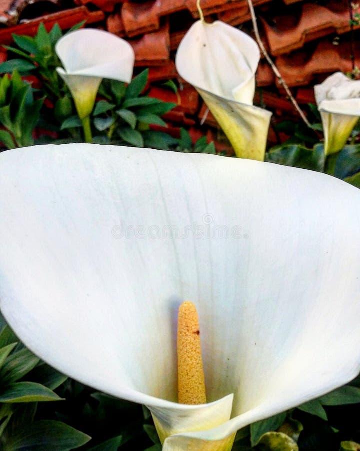 Jeru editorial stock photo. Image of jeru, portuguese - 89536613