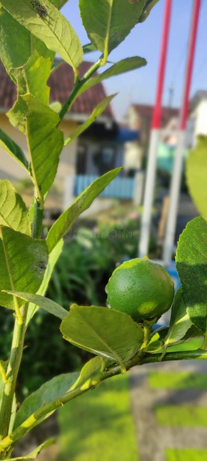 Jeruk Purut Fruit stock photo. Image of jeruk, evergreen - 263683182