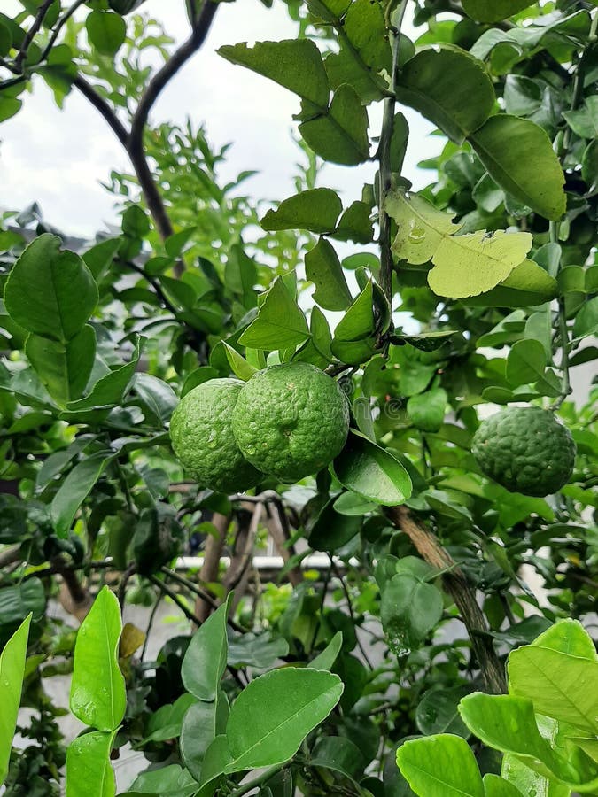 280 Purut Tree Stock Photos - Free & Royalty-Free Stock Photos from ...