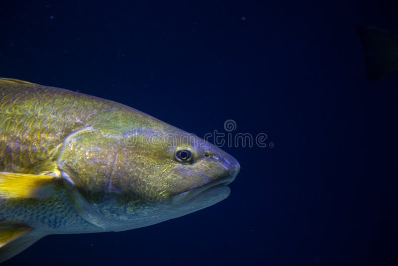 Fish Profile stock image. Image of head, profile, fish - 104624595