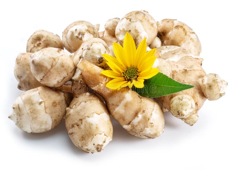 Jerusalem Artichoke Roots with Leaves and Flower of Jerusalem Artichoke ...