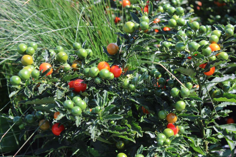 Jerusalem Cherry in the Garden Stock Photo - Image of jerusalemcherry ...