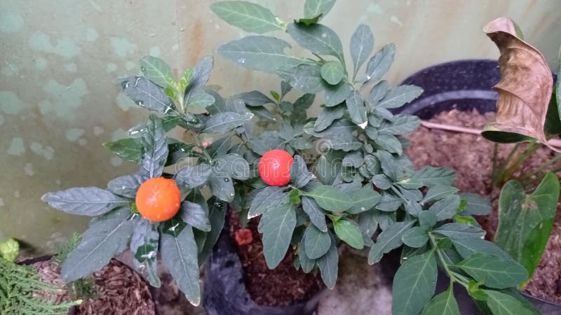 Jerusalem Cherry Winter Cherry ( Solanum Pseudocapsicum ) Berries ...