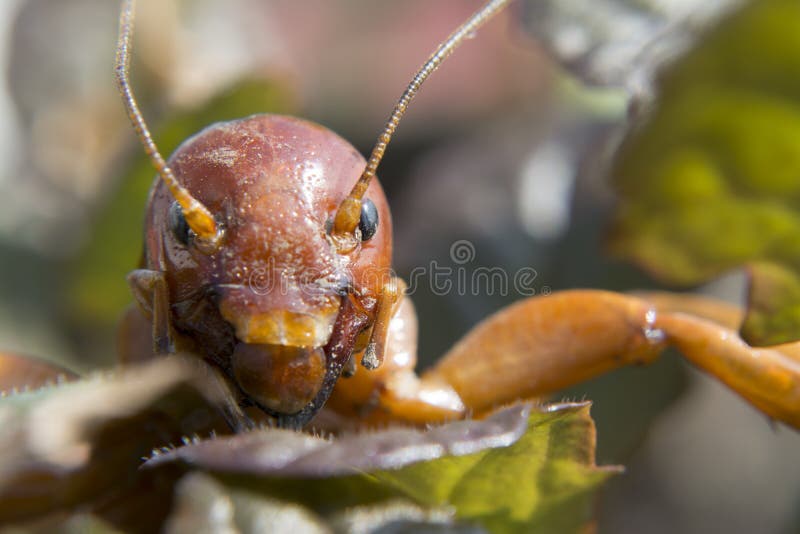 Close-Up of a Jerusalem Cricket Face Detailed Macro of Potato Bug Head ...