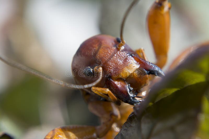 Jerusalem Crickets are a Group of Large, Flightless Insects of T Stock ...