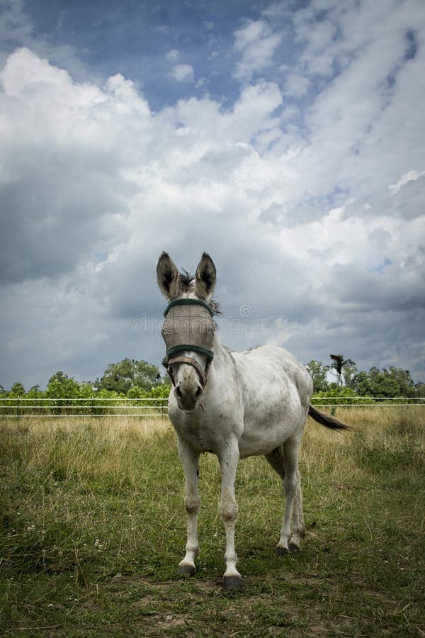 Jerusalem Donkey Looking Up Stock Photos - Free & Royalty-Free Stock ...