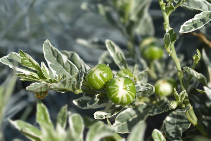 Jerusalem-Kirsche stockbild. Bild von betrieb, koralle - 234579609