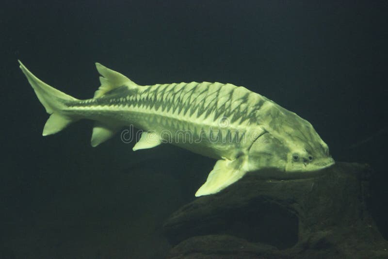 Rosyjska Jesiotr Ryba Podwodna Zdjęcie Stock - Obraz złożonej z jesiotr ...