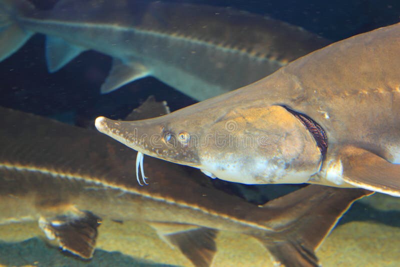 158 Jesiotr Acipenser zdjęć stockowych - bezpłatne i z licencją Royalty ...
