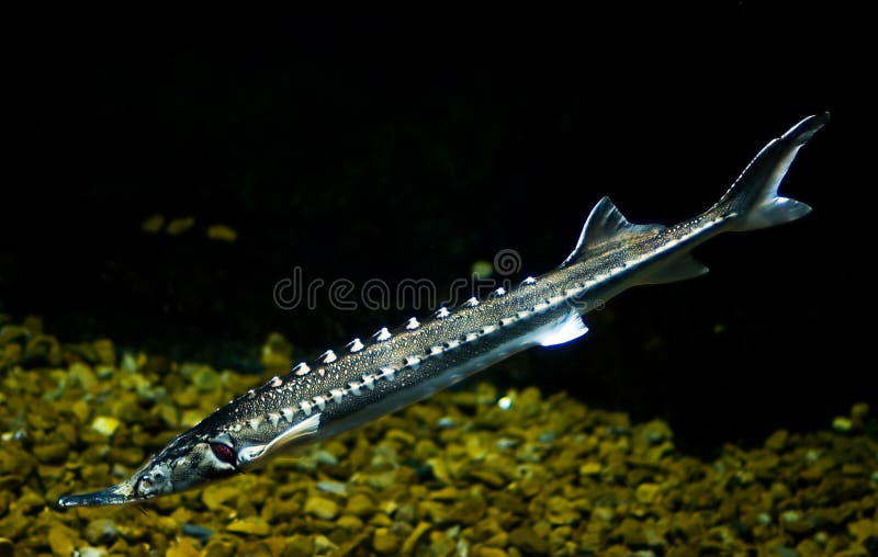 11,393 Jesiotr zdjęć stockowych - bezpłatne i z licencją Royalty Free ...